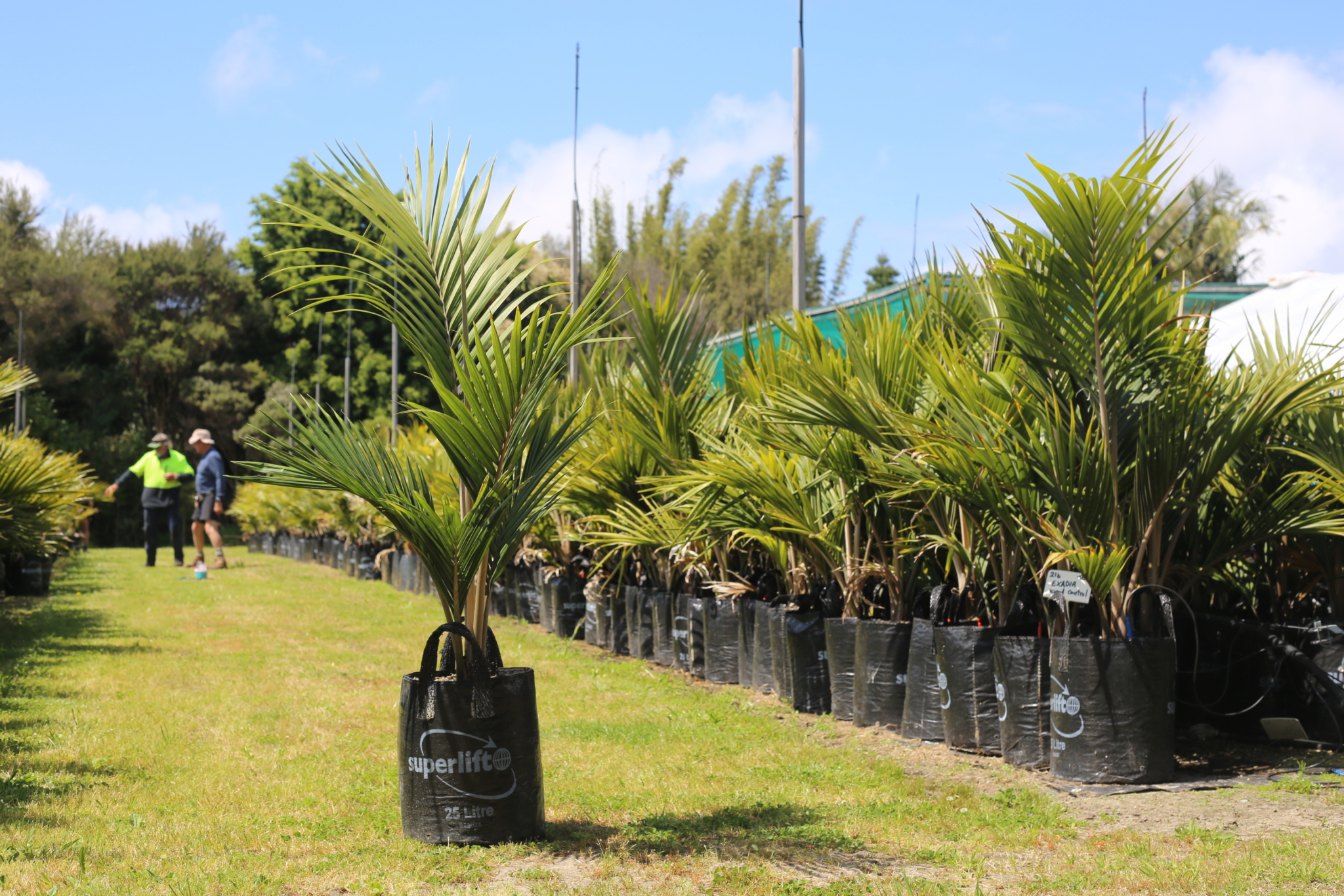 Pitt Island Nīkau – Rhopalostylis sapida - Matakana Palms NZ - Buy Nikau