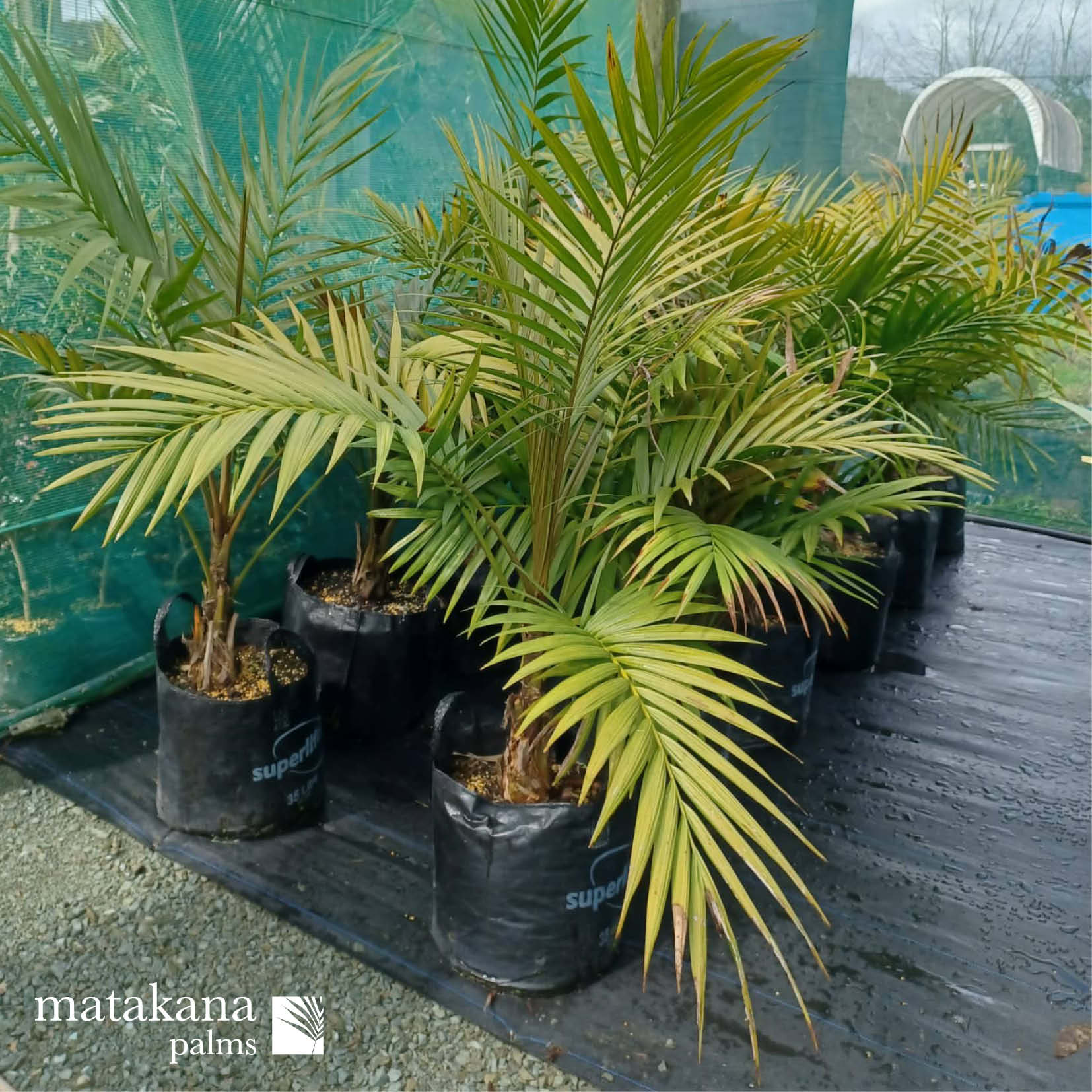 Buy Atherton Palms - Laccospadix australasica - Matakana Palms NZ