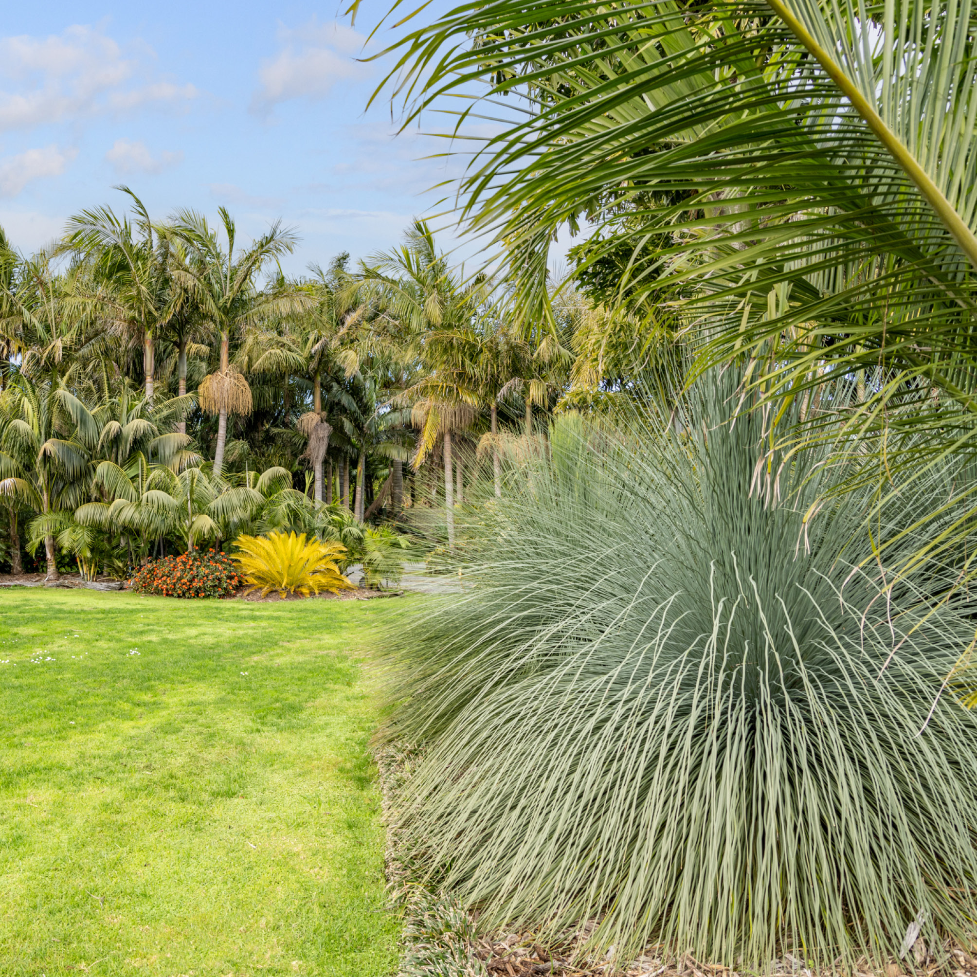 Australian Grass Tree - Xanthorrhoea Glauca - Blue - Matakana Palms