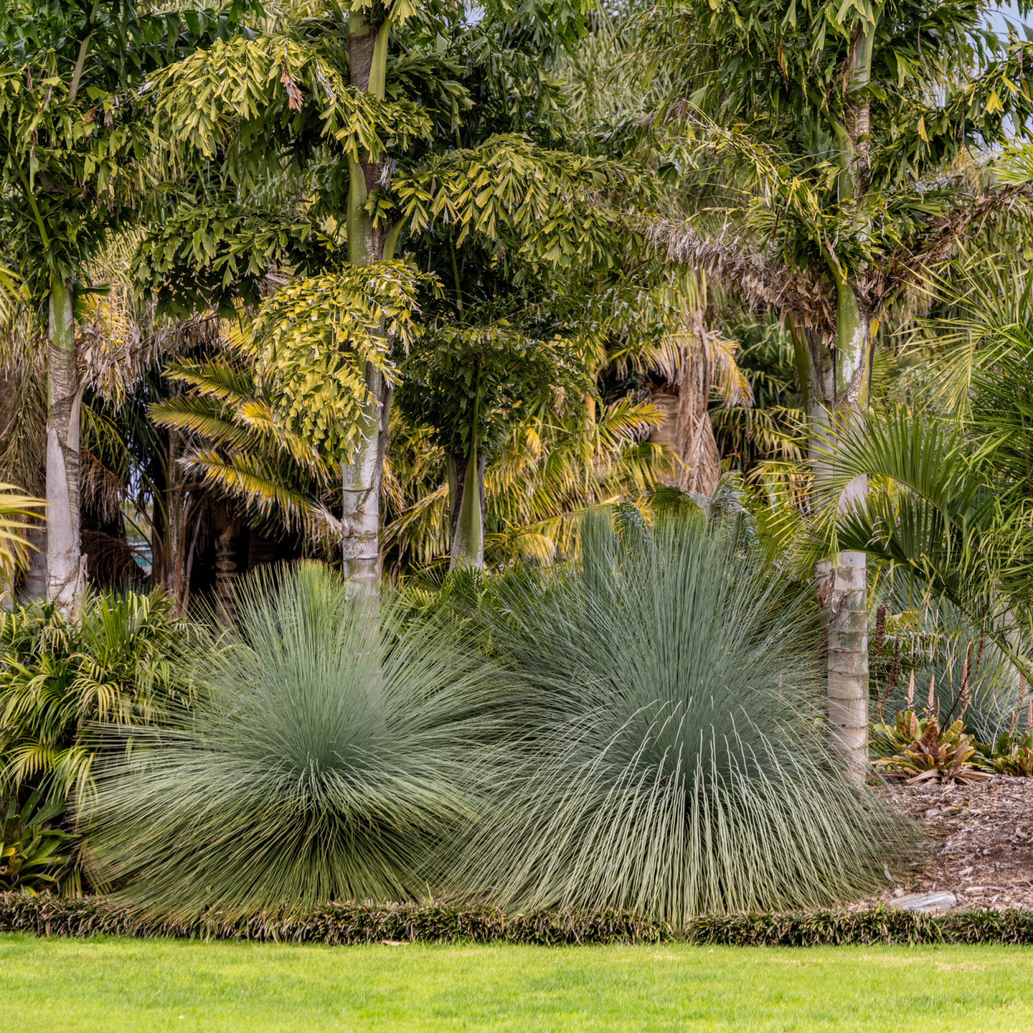 Australian Grass Tree - Xanthorrhoea Glauca - Blue - Matakana Palms