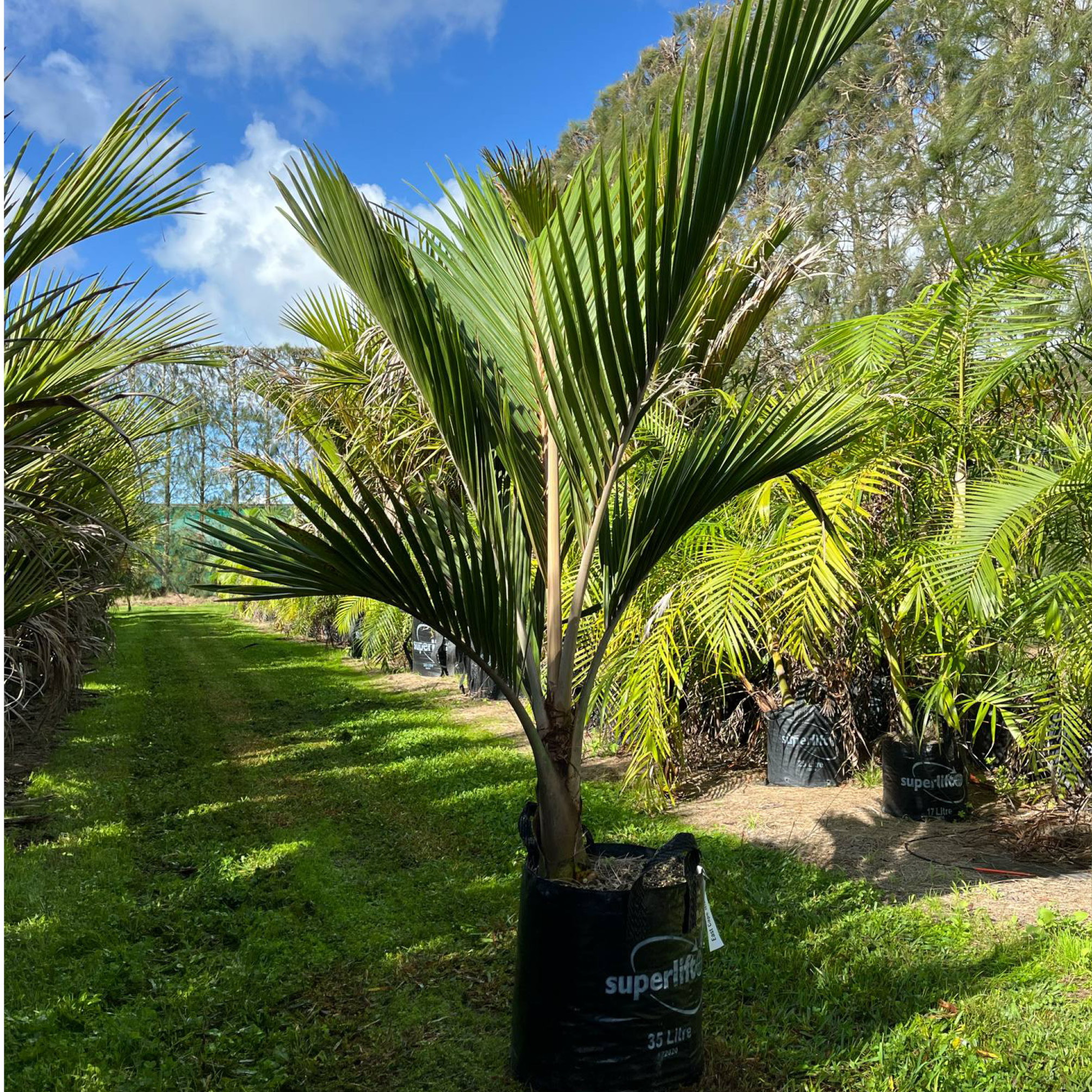 Buy Bamboo Palm - Chamaedorea Costaricana - Matakana Palms NZ